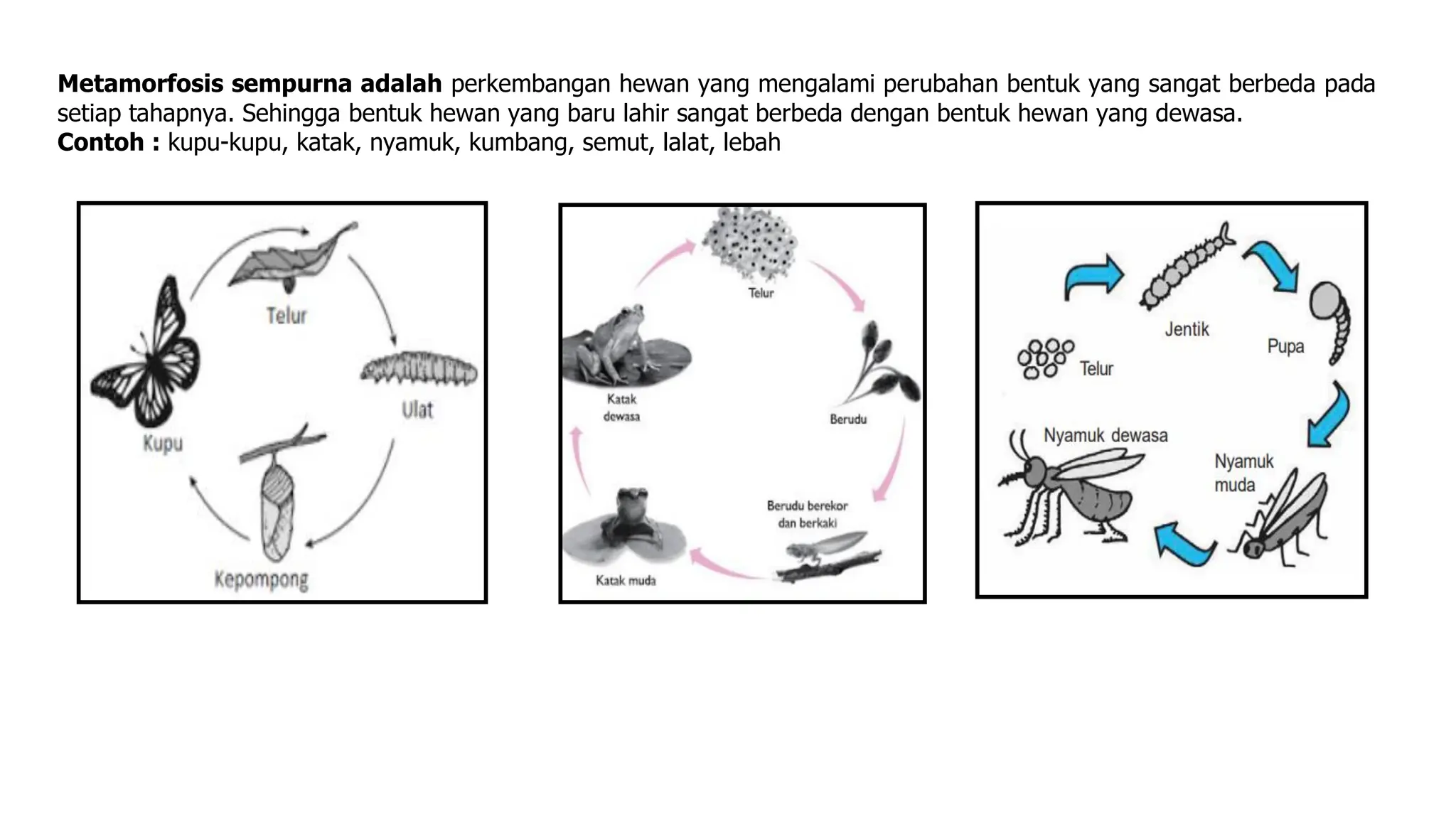 Modul ajar IPAS kelas 3 metamorfosis makhluk hidup.pdf