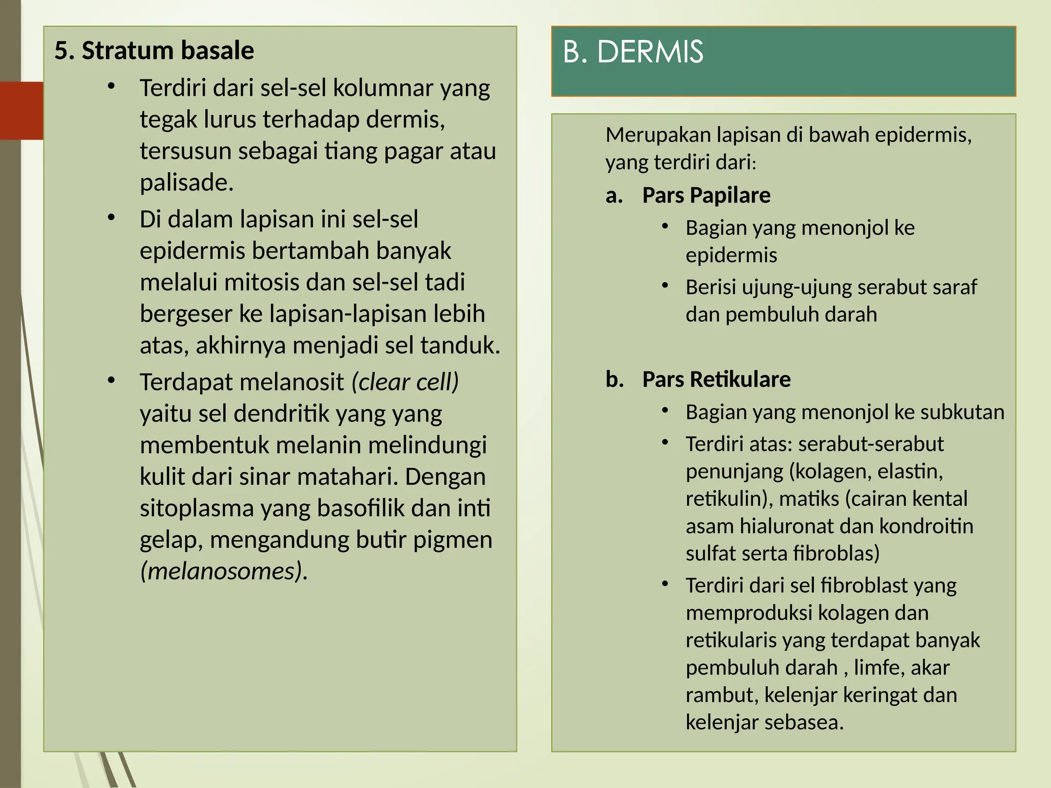 Modul Anatomi d Fisiologi kulit PTT.pptx