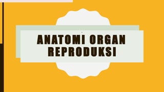 Modul Anatomi Organ Reproduksi - Arissa.pptx