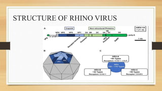Modulation of the immune system by hrv | PPT