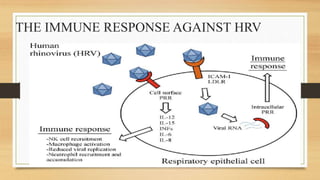 Modulation of the immune system by hrv | PPT