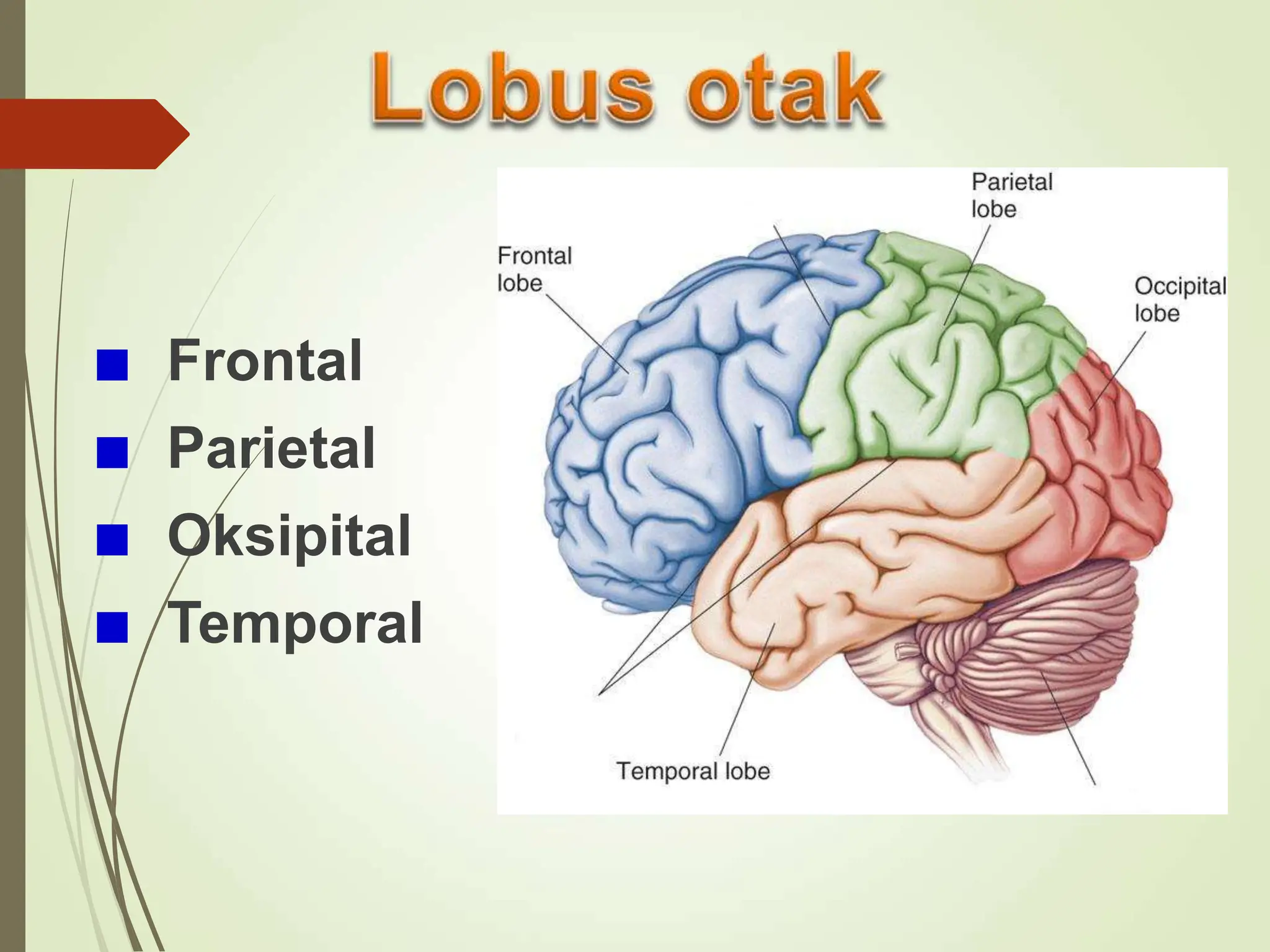 Modul bedah saraf anatomy dan fisiologi.pptx