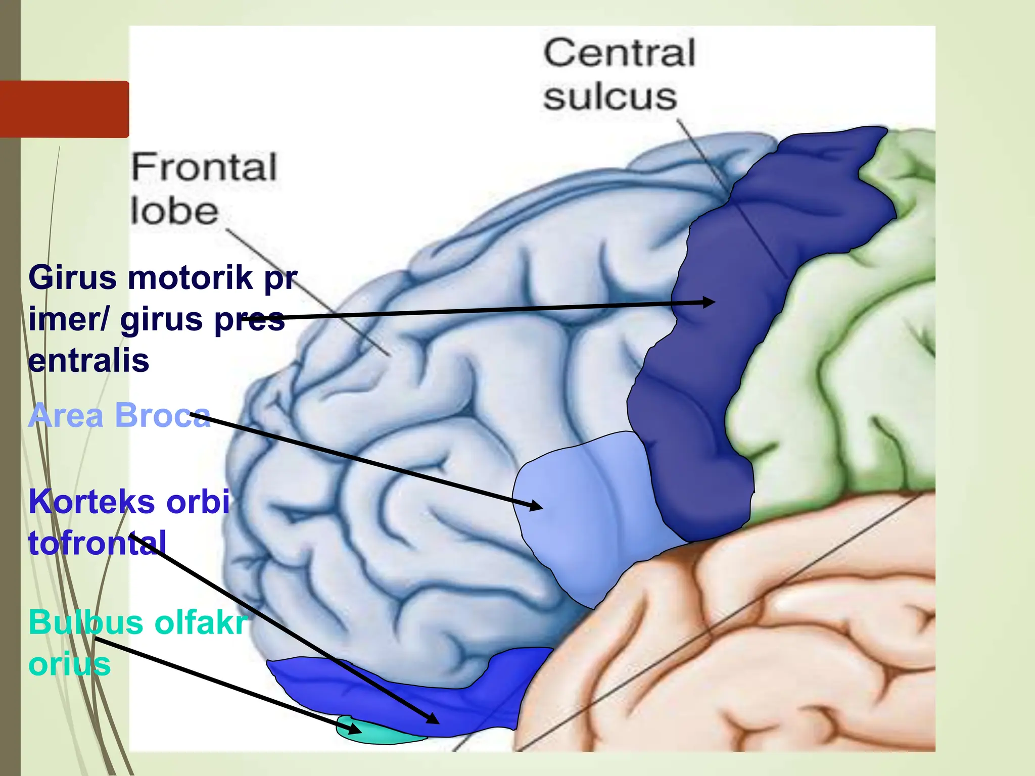 Modul bedah saraf anatomy dan fisiologi.pptx