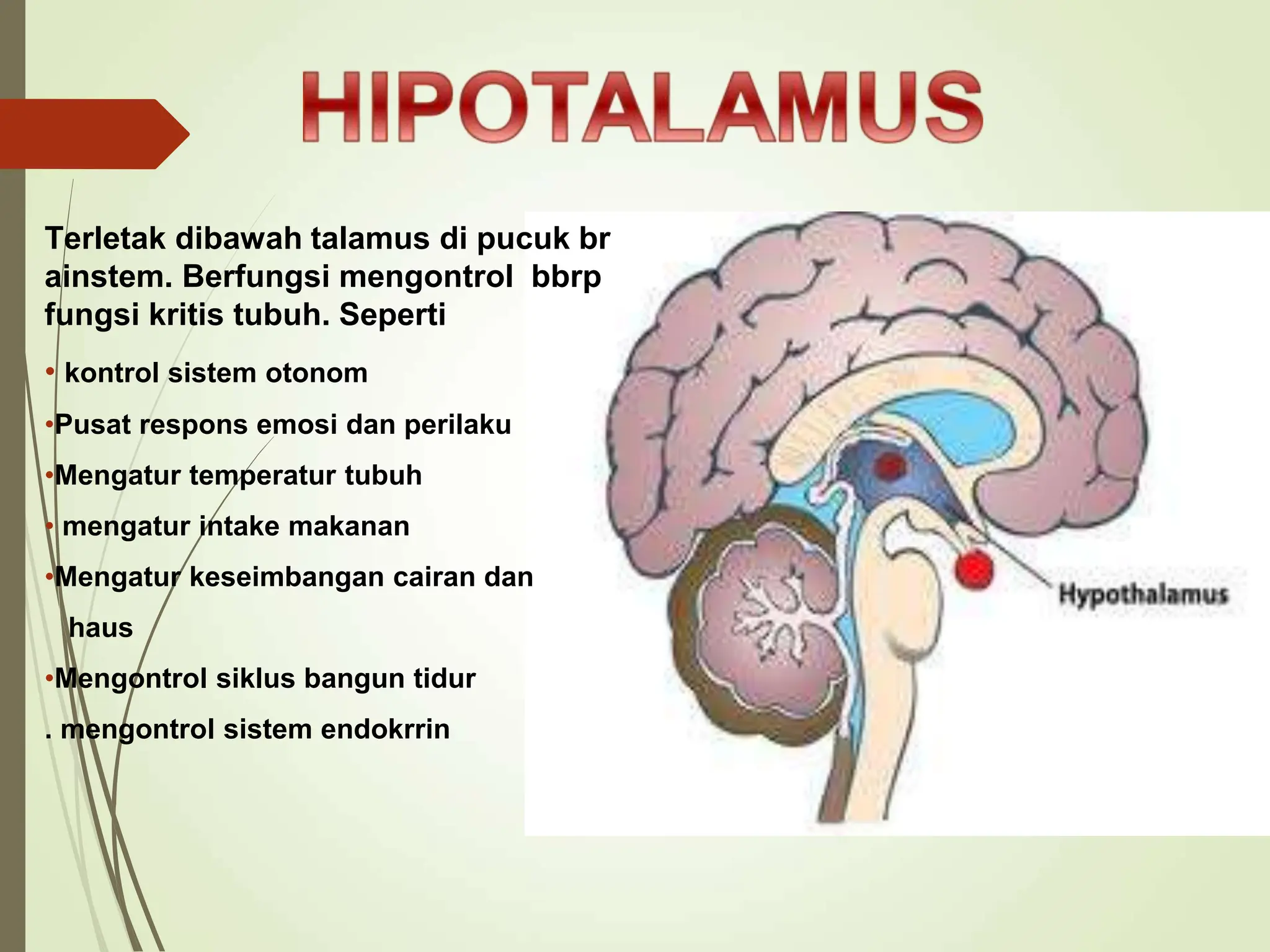 Modul bedah saraf anatomy dan fisiologi.pptx