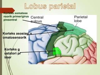 Modul bedah saraf anatomy dan fisiologi.pptx
