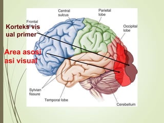 Modul bedah saraf anatomy dan fisiologi.pptx