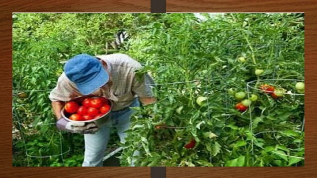 Module-1-BASIC-CONCEPT-OF-AGRICULTURAL-CROP-PRODUCTION (1).pptx ...