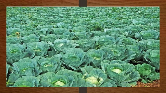 Module-1-BASIC-CONCEPT-OF-AGRICULTURAL-CROP-PRODUCTION (1).pptx ...