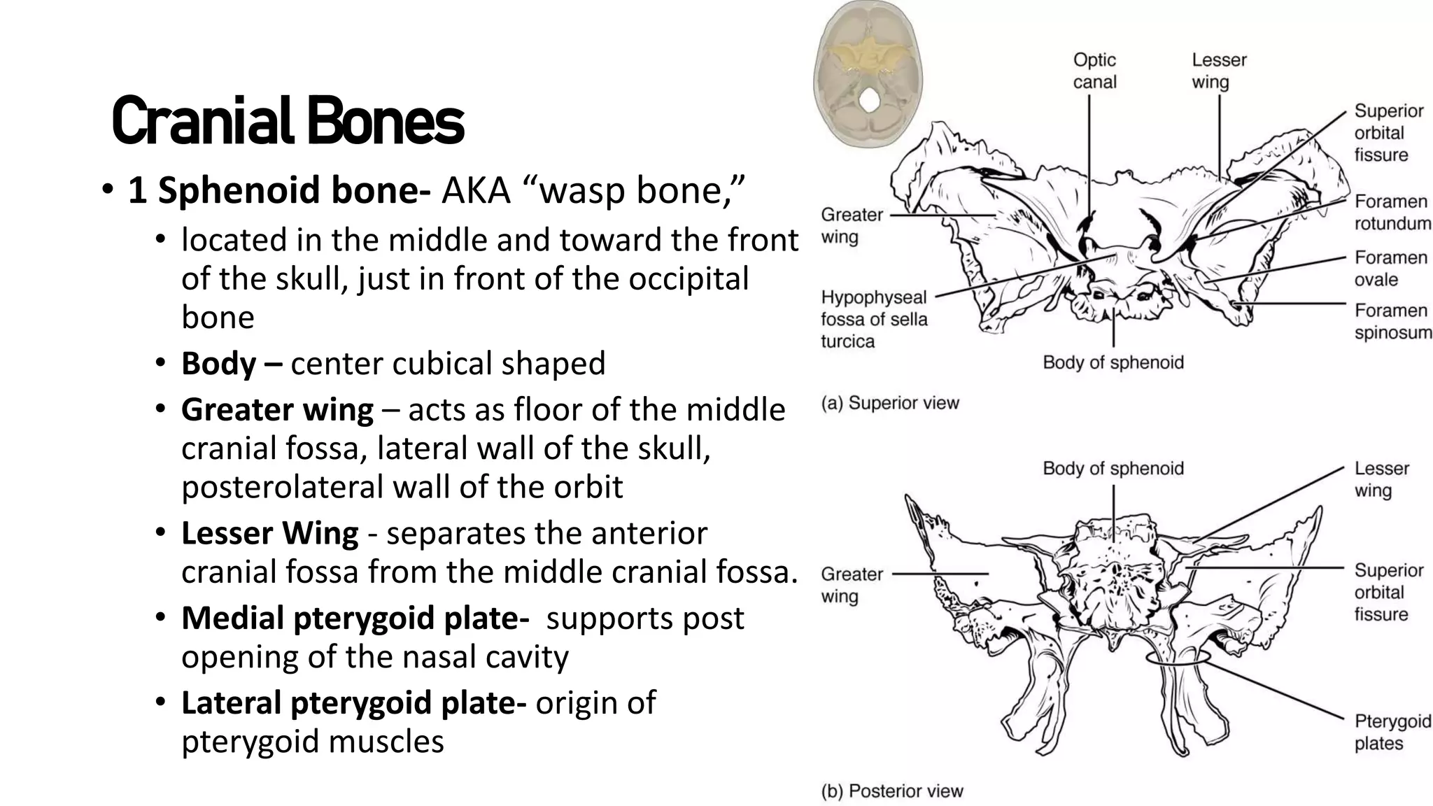 Module-1-Bones-of-the-Skull.pptx