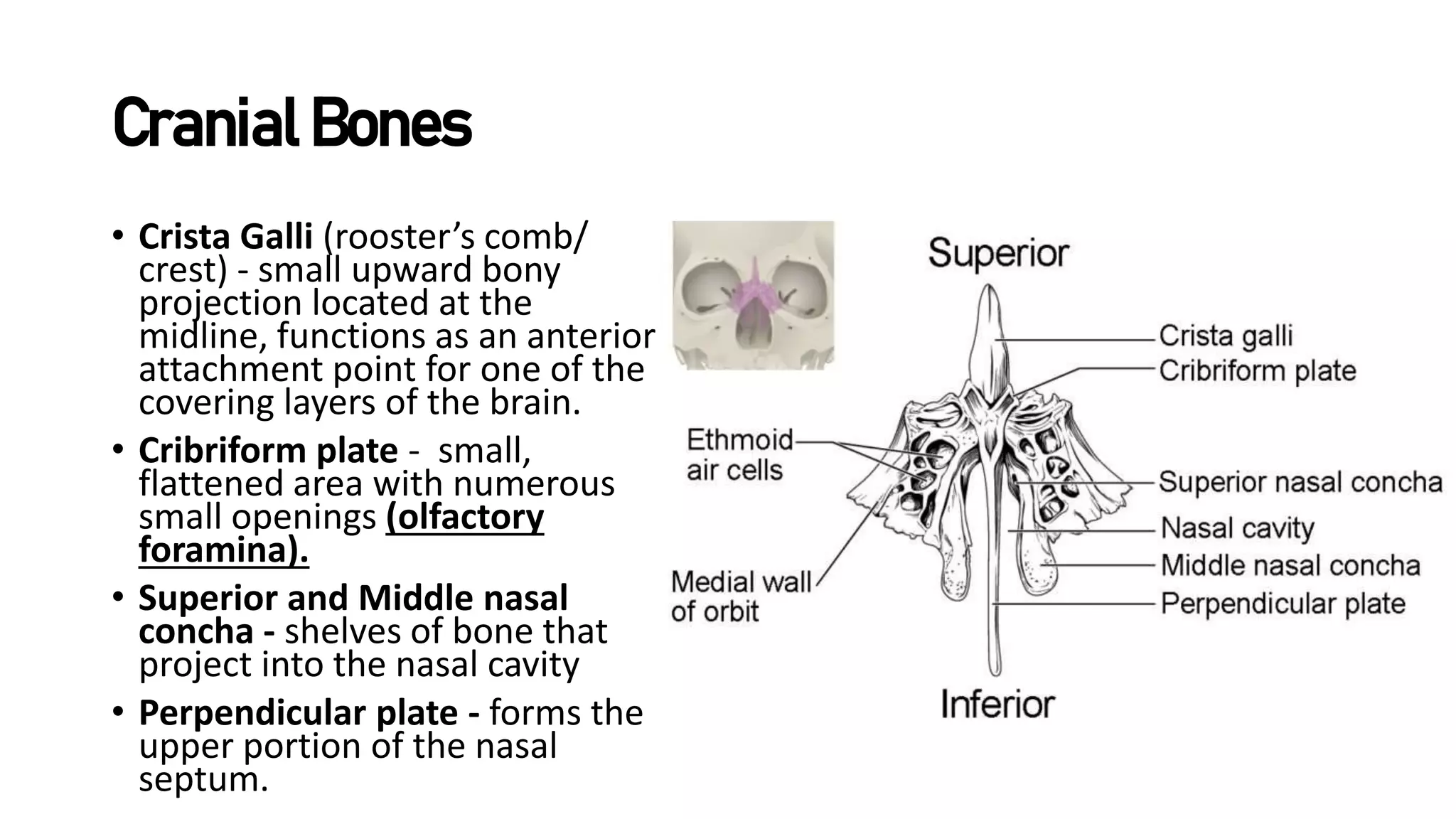 Module-1-Bones-of-the-Skull.pptx