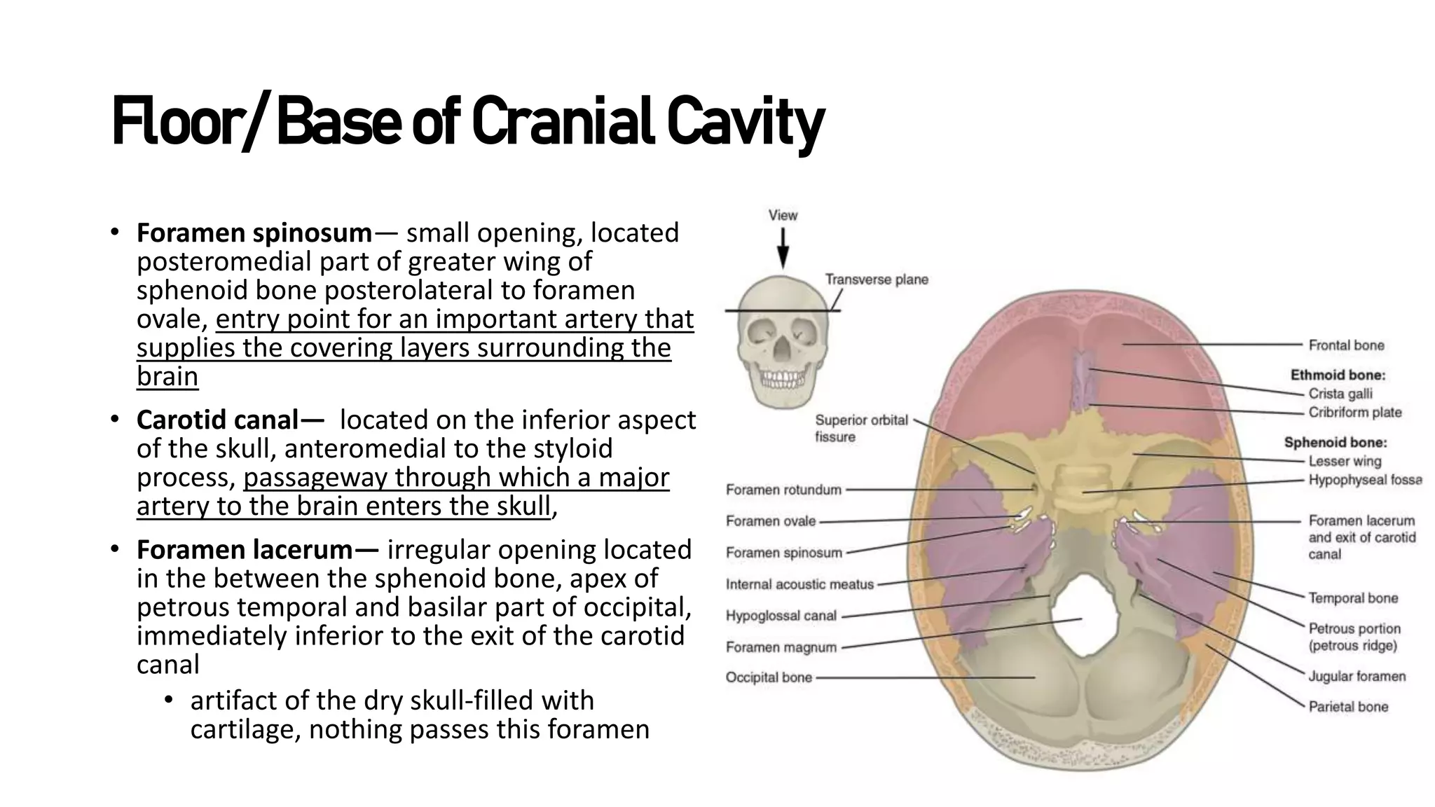 Module-1-Bones-of-the-Skull.pptx