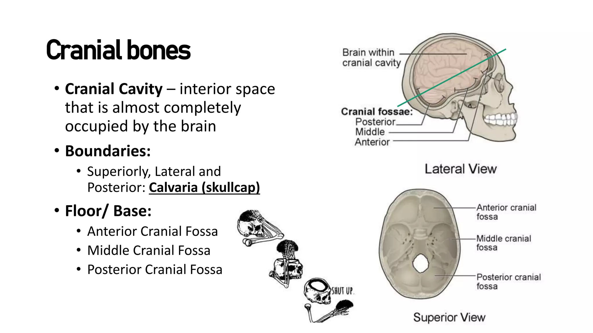 Module-1-Bones-of-the-Skull.pptx