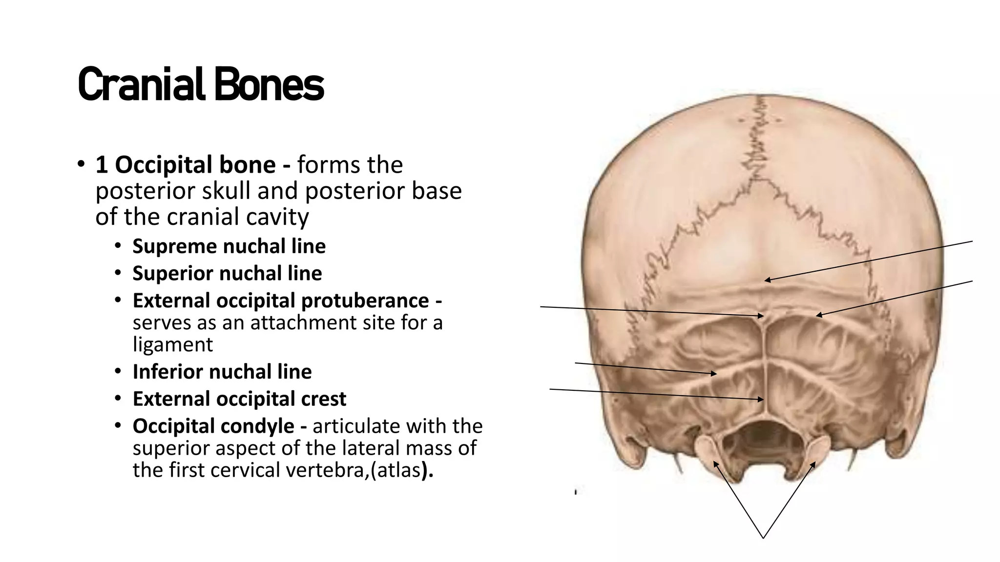 Module-1-Bones-of-the-Skull.pptx