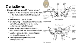 Module-1-Bones-of-the-Skull.pptx
