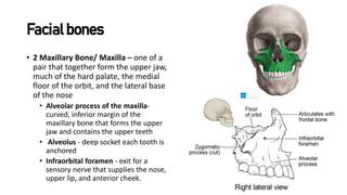 Module-1-Bones-of-the-Skull.pptx