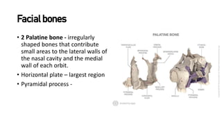 Module-1-Bones-of-the-Skull.pptx