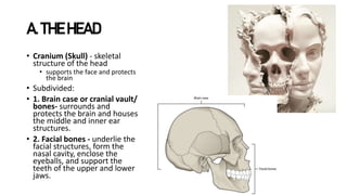 Module-1-Bones-of-the-Skull.pptx