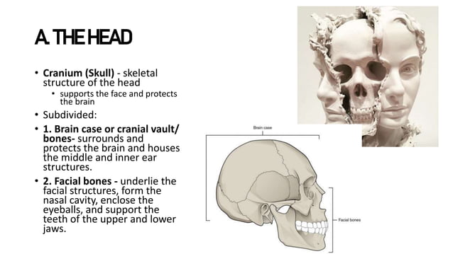 Module-1-Bones-of-the-Skull.pptx