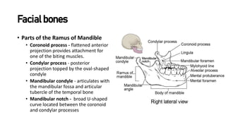 Module-1-Bones-of-the-Skull.pptx
