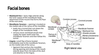 Module-1-Bones-of-the-Skull.pptx