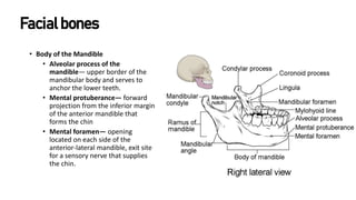 Module-1-Bones-of-the-Skull.pptx