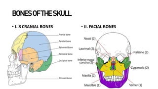 Module-1-Bones-of-the-Skull.pptx