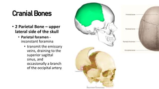 Module-1-Bones-of-the-Skull.pptx