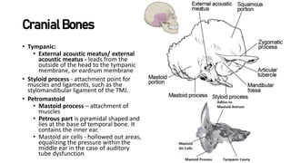 Module-1-Bones-of-the-Skull.pptx