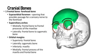 Module-1-Bones-of-the-Skull.pptx