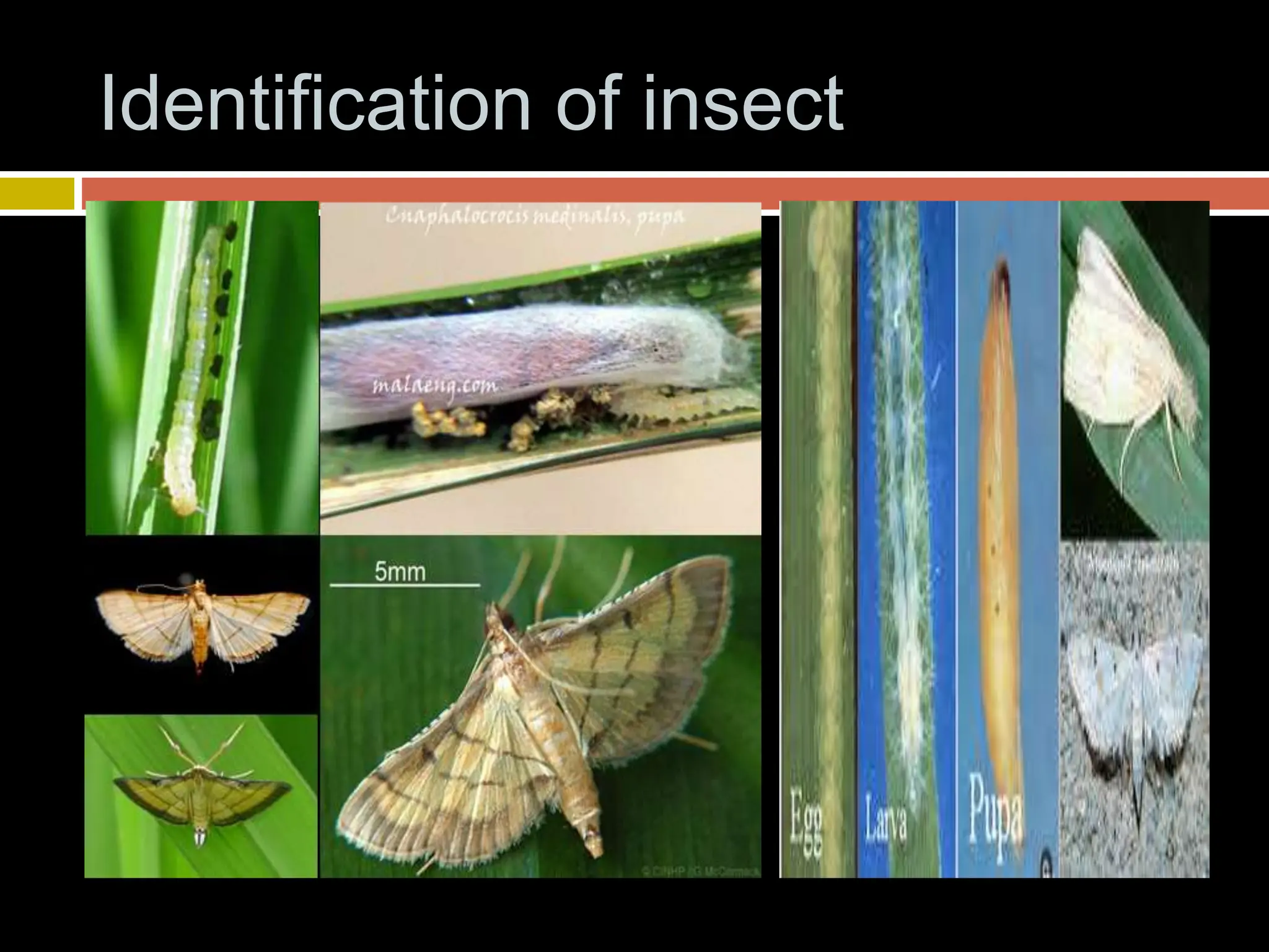 Module-13 Pests of rice and maize.copyrightpptx | PPTX