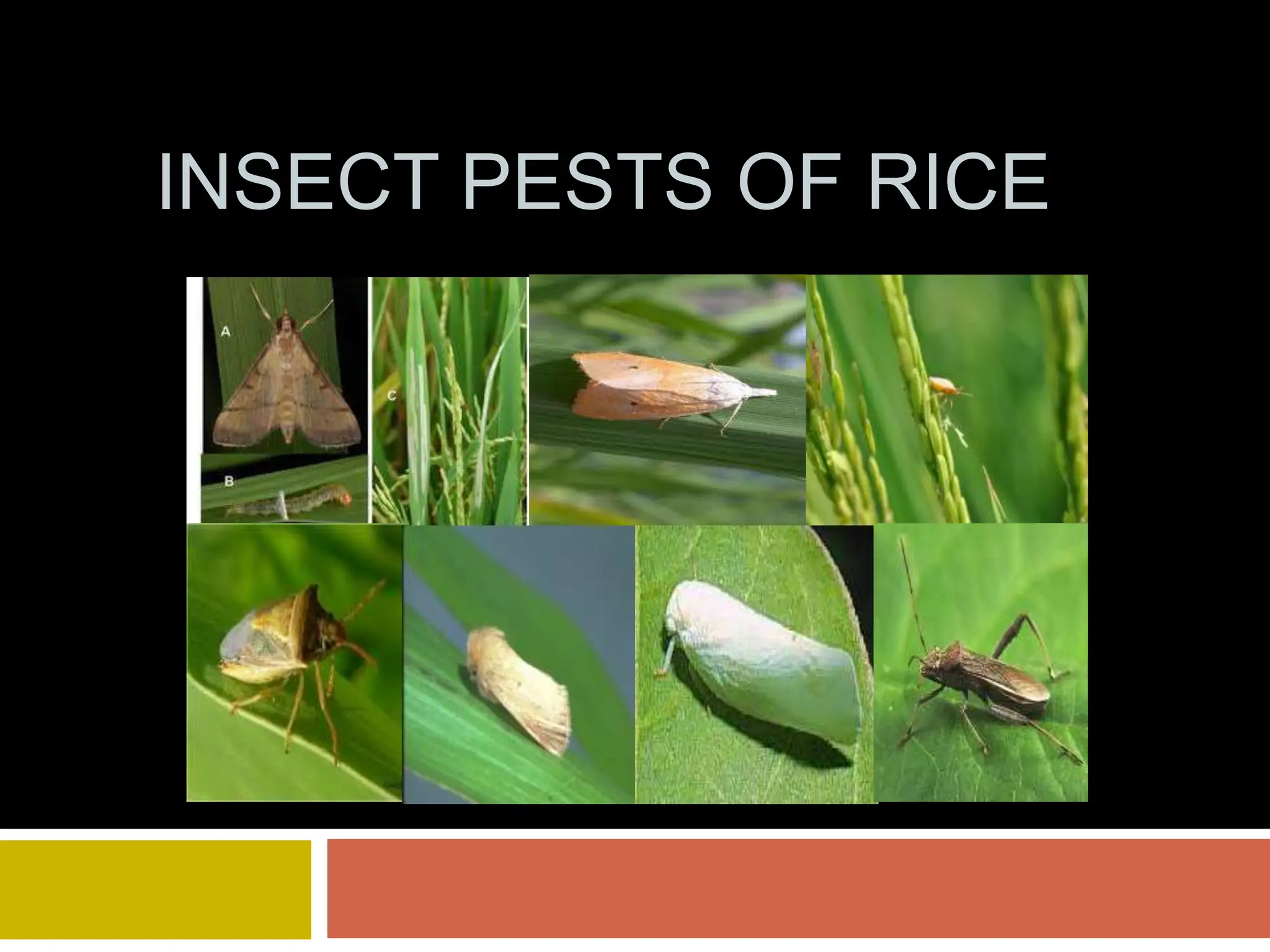 Module-13 Pests of rice and maize.copyrightpptx | PPTX