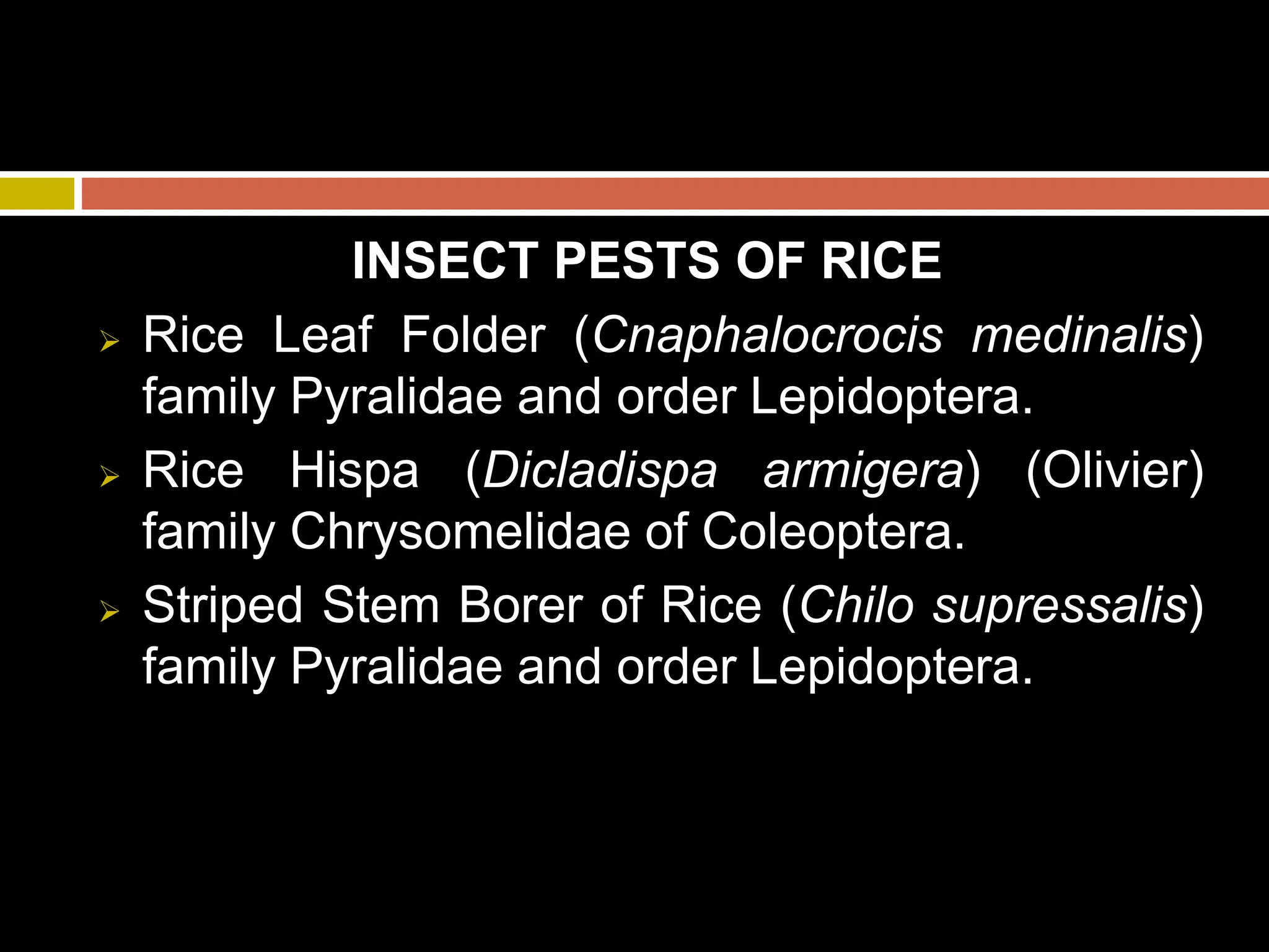 Module-13 Pests of rice and maize.copyrightpptx | PPTX