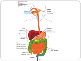 Module 2 Anatomy & Diseases | PPT