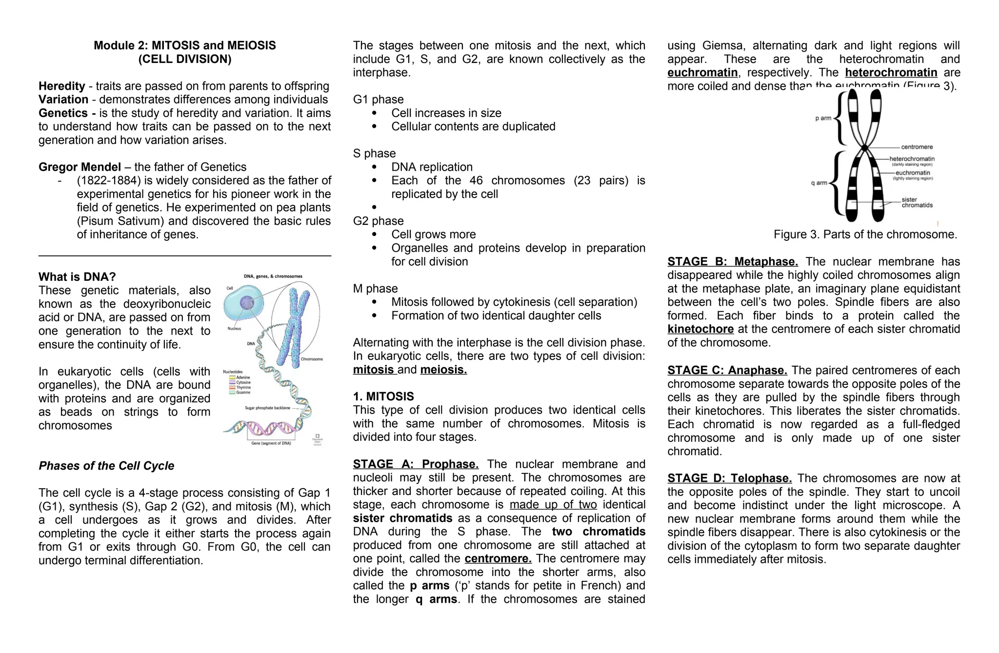 Module-2-Mitosis-andmeiosis and principle of inheritance that includes ...