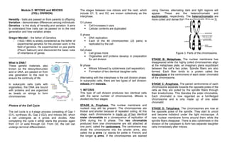 Module-2-Mitosis-andmeiosis and principle of inheritance that includes ...