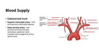 Module -2- Structure - Of the neck -pptt | PPT