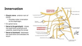 Module -2- Structure - Of the neck -pptt | PPT