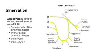Module -2- Structure - Of the neck -pptt | PPT
