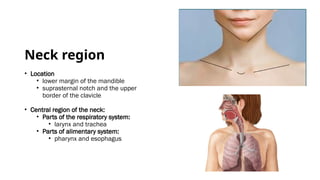 Module -2- Structure - Of the neck -pptt | PPT