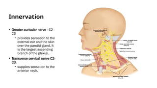 Module -2- Structure - Of the neck -pptt | PPT