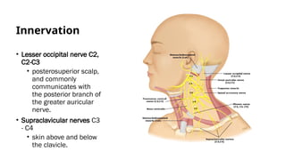 Module -2- Structure - Of the neck -pptt | PPT