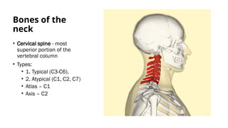 Module -2- Structure - Of the neck -pptt | PPT