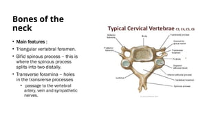 Module -2- Structure - Of the neck -pptt | PPT