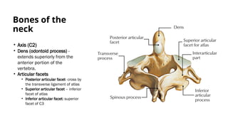 Module -2- Structure - Of the neck -pptt | PPTX