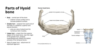 Module -2- Structure - Of the neck -pptt | PPTX