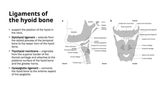 Module -2- Structure - Of the neck -pptt | PPTX