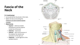 Module -2- Structure - Of the neck -pptt | PPT