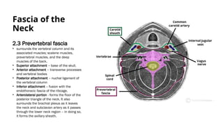Module -2- Structure - Of the neck -pptt | PPTX