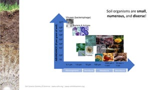 soil-biology.pptx