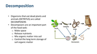 soil-biology.pptx